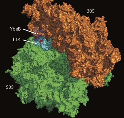 Uetz Lab – Proteins & Reptiles